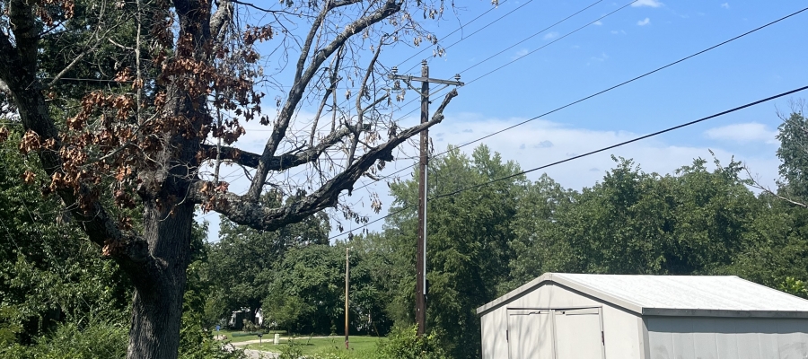 NAEC tackling dead trees along lines - News and Events - North Arkansas ...